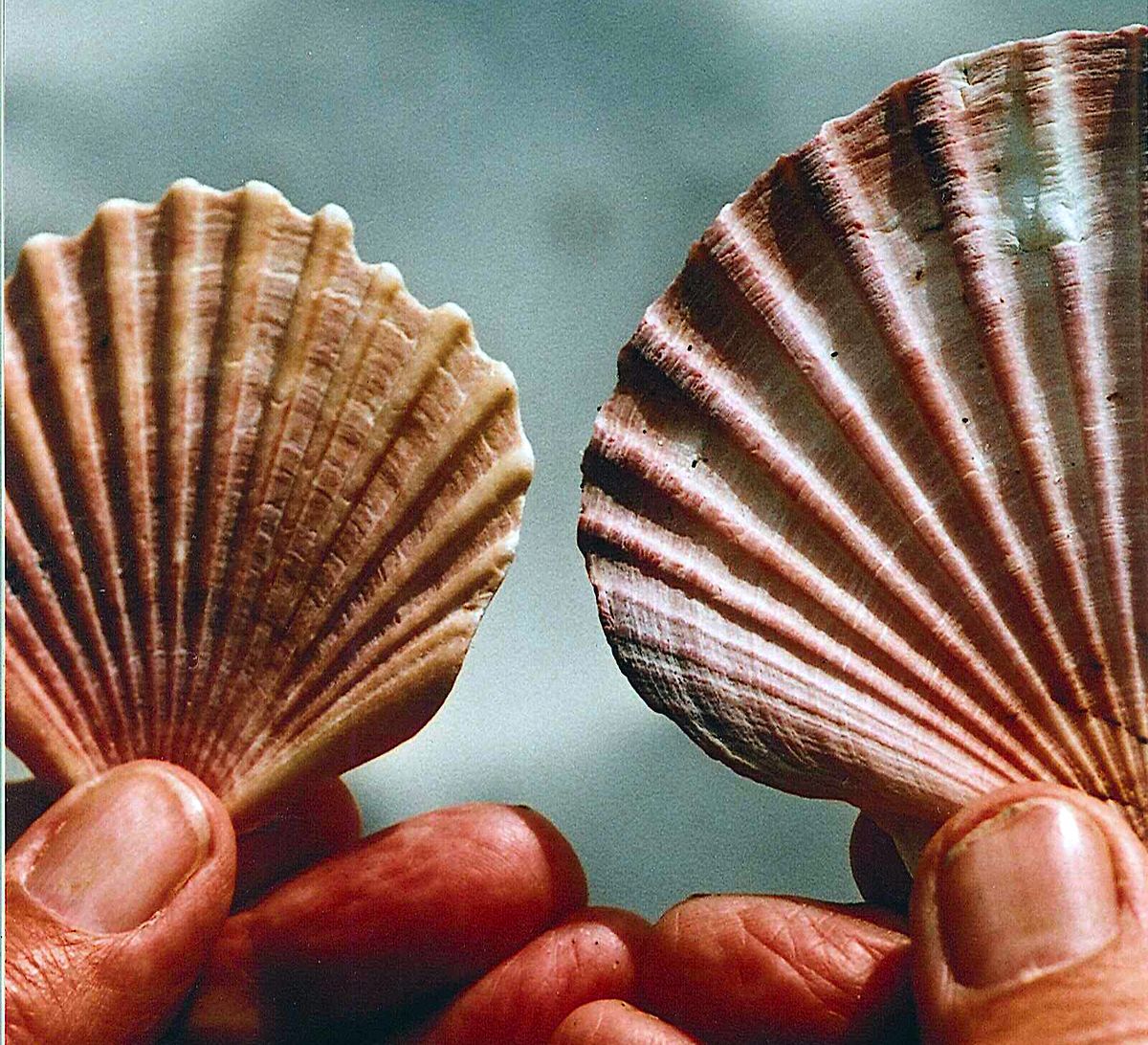 Michael Smither: Artist in Residence • New Zealand International Film ...