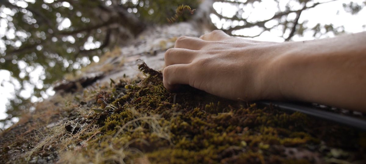 Foraging • New Zealand International Film Festival