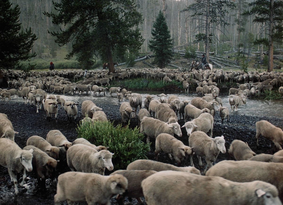 Sweetgrass • New Zealand International Film Festival