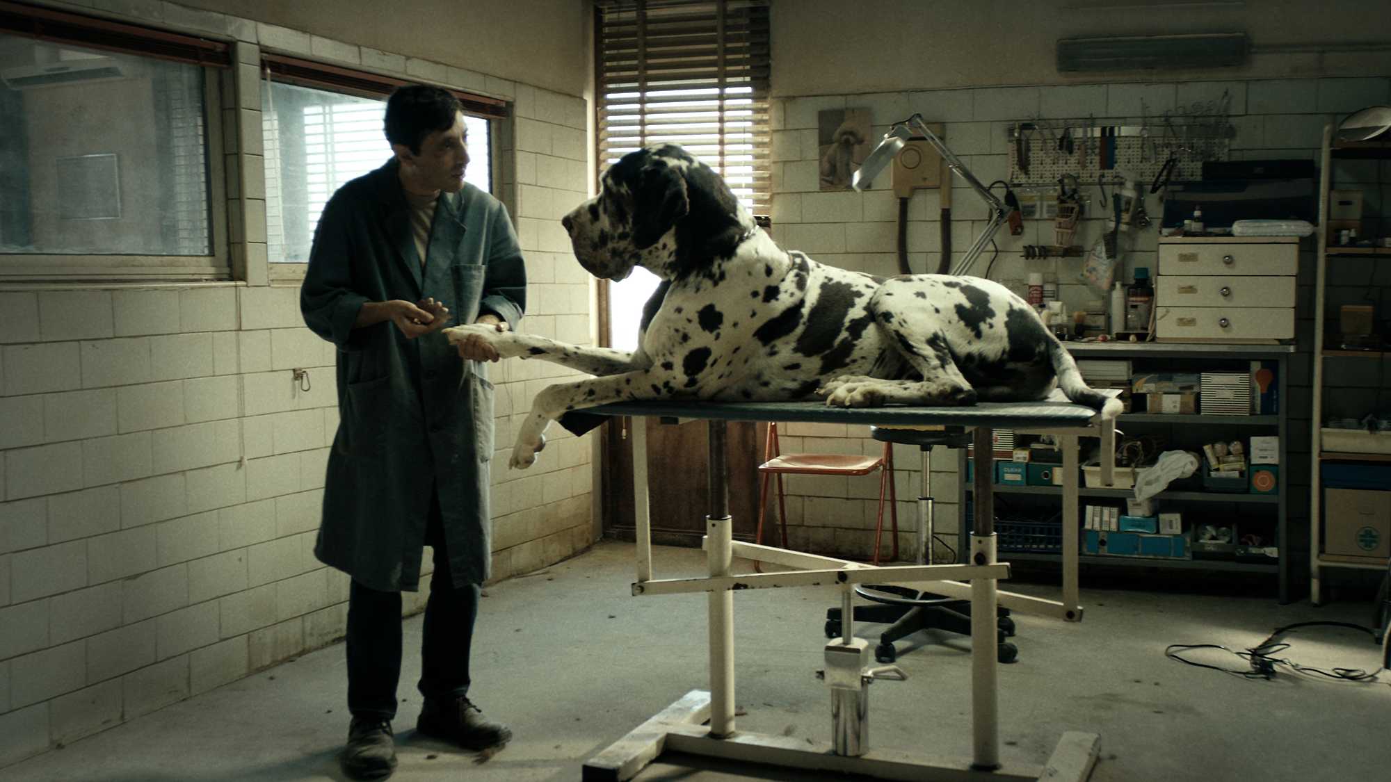Dogman • New Zealand International Film Festival