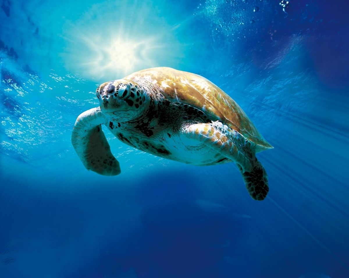 Turtle: The Incredible Journey • New Zealand International Film Festival
