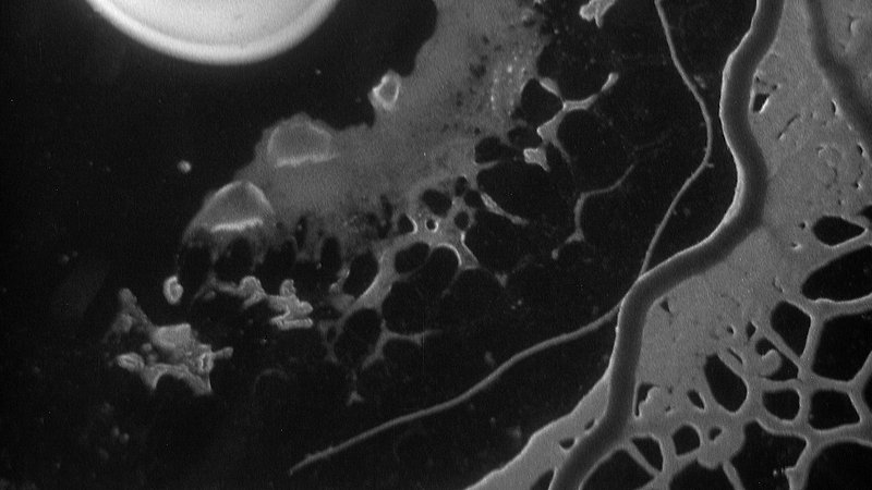 Minute Bodies: The Intimate World of F. Percy Smith • New Zealand ...