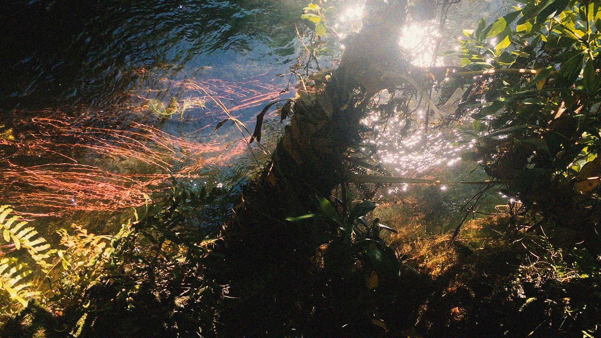 Oko na Roki • New Zealand International Film Festival