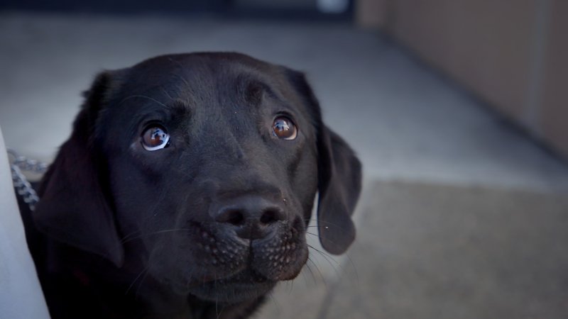 Pick of the Litter • New Zealand International Film Festival