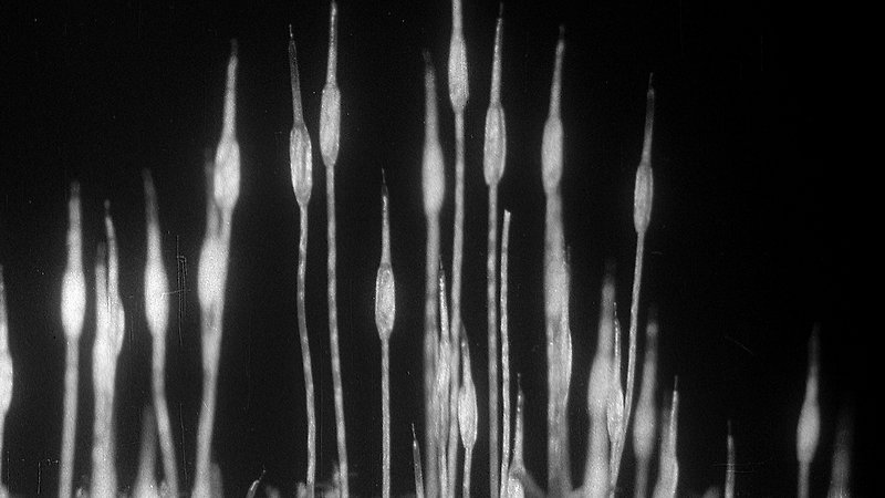 Minute Bodies: The Intimate World of F. Percy Smith • New Zealand ...